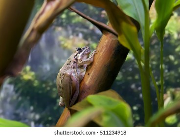 Sharp nosed tree frog : 48 images, photos et images vectorielles de ...