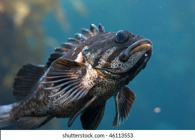 2,459 Rockfish Stock Photos, Images & Photography | Shutterstock