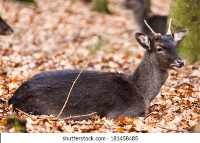262 Doe Deer Laying Down Images, Stock Photos & Vectors | Shutterstock