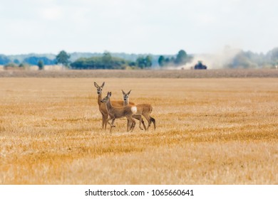 Roe Deer Fields Stock Photo 1065660641 | Shutterstock