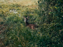 Couple roe deer standing in long, an Animal Photo by WildMedia