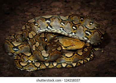 1,452 imágenes de Python molurus - Imágenes, fotos y vectores de stock | Shutterstock