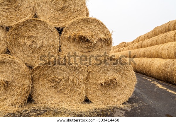 Rolling Haystack Rural Scene Stock Photo 303414458 | Shutterstock