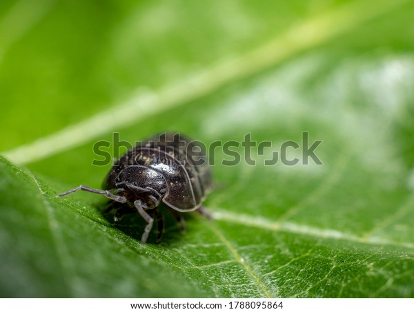 Roly Poly Green Background Front View Stock Photo 1788095864 | Shutterstock