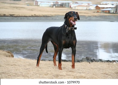 8 Ronya 图片、库存照片和矢量图 | Shutterstock