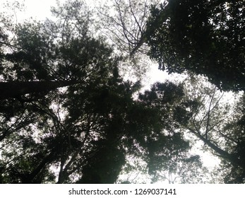 Rooftop Forest Stock Photo 1269037141 | Shutterstock