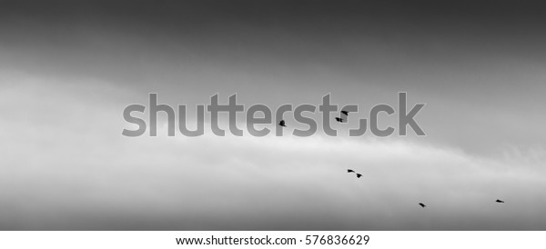 Rooks Flying Stock Photo 576836629 | Shutterstock