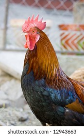 Rooster Stock Photo 12943663 | Shutterstock