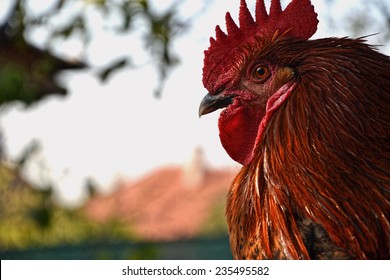 29,064 Funny rooster Images, Stock Photos & Vectors | Shutterstock