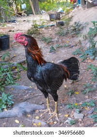 Hen Marching Chickens Stock Photo 345658310 | Shutterstock