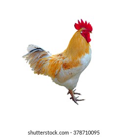 Rooster Stock Photo 378710095 | Shutterstock