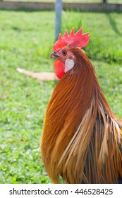 Rooster Stock Photo 446528425 | Shutterstock