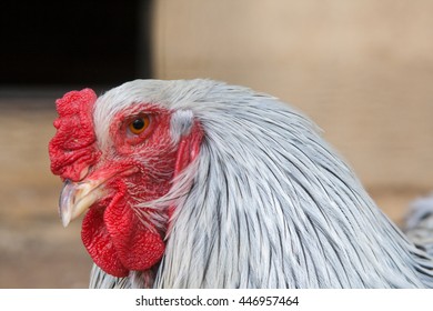 Close Ameraucana Hen Facing Left Behind Stock Photo 1653015364 ...