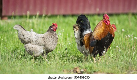Rooster Stock Photo 507409030 | Shutterstock