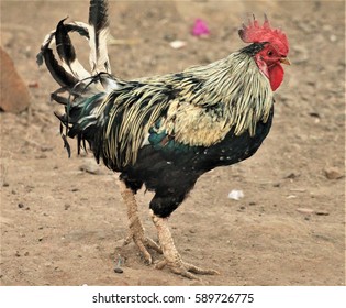 Portrait Rooster Blade in Philippines Cockfighting Foto Stok 706299538 ...
