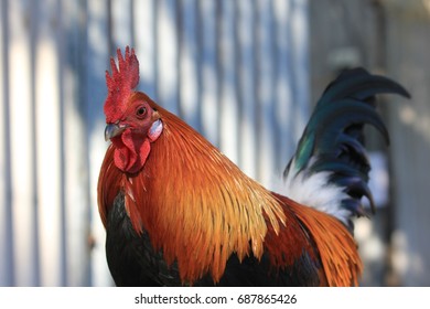 Filipino Gamefowl Specially Bred Fighting Cockfightsnational Stock ...