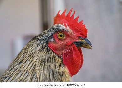 Closeup Roosters Head Neck Stock Photo 1686137527 | Shutterstock