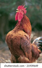 Rooster Crowing Stock Photo 21939649 | Shutterstock
