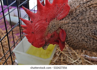 180 Piebald Chicken Images, Stock Photos & Vectors | Shutterstock