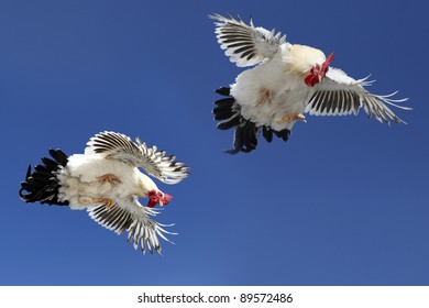 4,815 Rooster fly Images, Stock Photos & Vectors | Shutterstock
