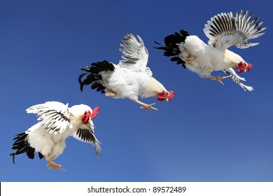 1,809 Rooster flight Images, Stock Photos & Vectors | Shutterstock