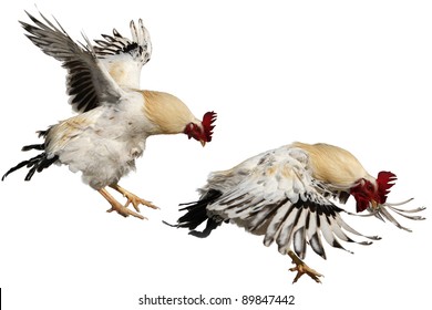 Rooster Flight Stock Photo 89847442 | Shutterstock