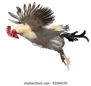 4,815 Rooster fly Images, Stock Photos & Vectors | Shutterstock