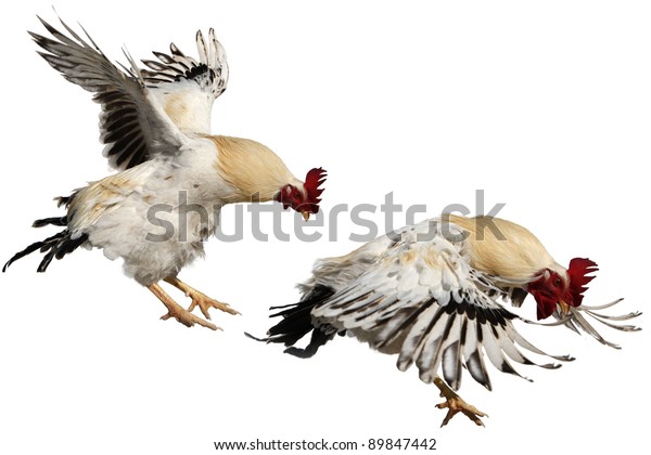 Rooster Flight Stock Photo 89847442 | Shutterstock