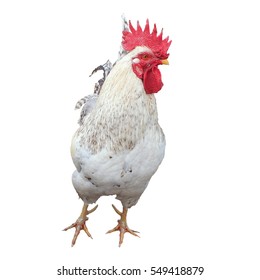 831 Rooster Front View Stock Photos, Images & Photography | Shutterstock