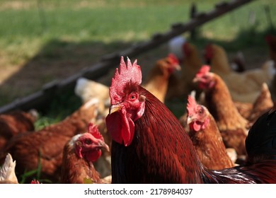 353 Poultry breeding supplies Images, Stock Photos & Vectors | Shutterstock
