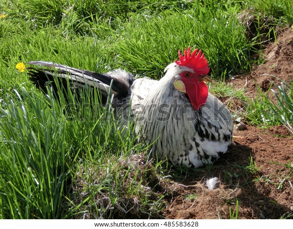 Rooster Sitting Grass Stock Photo 485583628 | Shutterstock