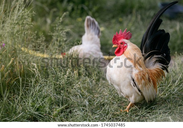 Rooster Walking Backyard Stock Photo (Edit Now) 1745037485