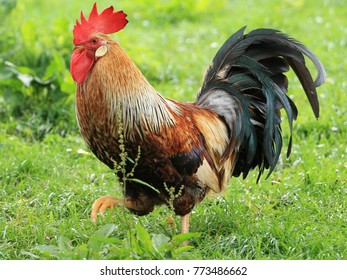 Cucurigu Images, Stock Photos & Vectors | Shutterstock