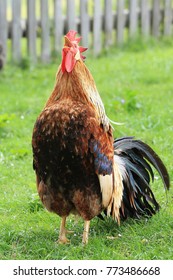 Cucurigu Images, Stock Photos & Vectors | Shutterstock