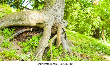 Root Ancient Tree Stock Photo 662387710 | Shutterstock
