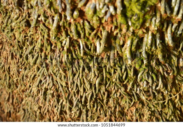 Root Areca Nut Tree Forming Pattern Stock Photo 1051844699 | Shutterstock