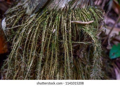 Root Bamboo Tree Stock Photo 1141015208 | Shutterstock