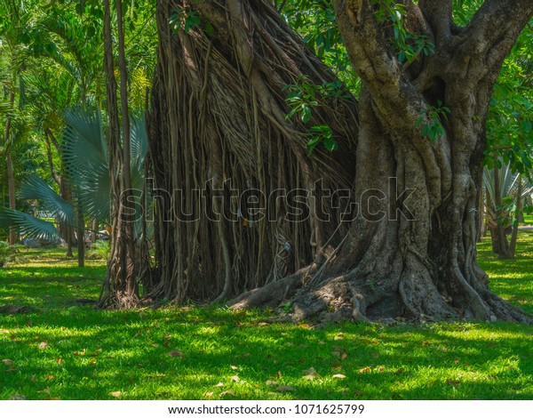671 imágenes de Banyan vines - Imágenes, fotos y vectores de stock ...