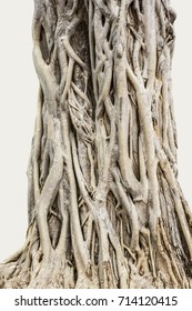 954 Bondi tree Images, Stock Photos & Vectors | Shutterstock