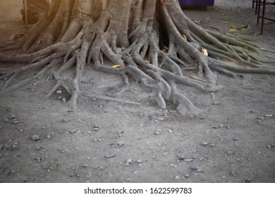 Root Bodhi Tree Natural Pattern Background Stock Photo 1622599783 ...