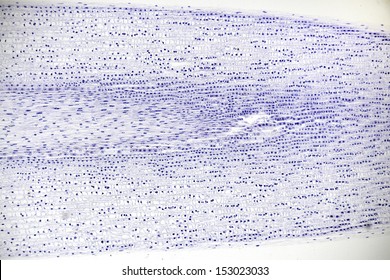 Root Cap Under Microscope Stock Photo 153023033 | Shutterstock