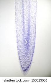 Root Cap Under Microscope Stock Photo 153023036 | Shutterstock