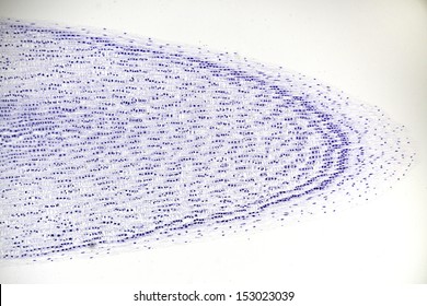 Columelle Images, Stock Photos & Vectors | Shutterstock