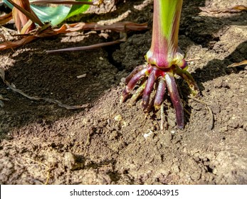 20 рез. по запросу «Corn fibrous roots» — изображения, стоковые ...