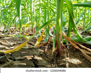 20 рез. по запросу «Corn fibrous roots» — изображения, стоковые ...