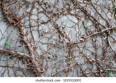 Root Covered Wall Stock Photo 1019510092 | Shutterstock