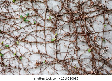 Root Covered Wall Stock Photo 1019510095 | Shutterstock