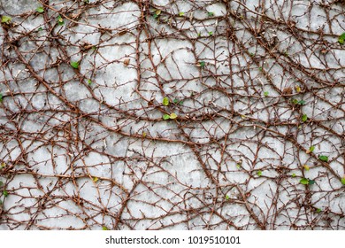 Root Covered Wall Stock Photo 1019510101 | Shutterstock