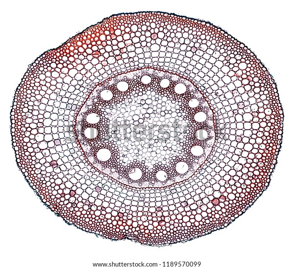 Root Cross Section Cut Under Microscope Stock fotografie 1189570099 ...