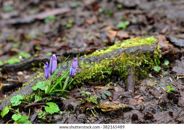 Root Forest Path Where Grown Spring Stock Photo 382165489 | Shutterstock